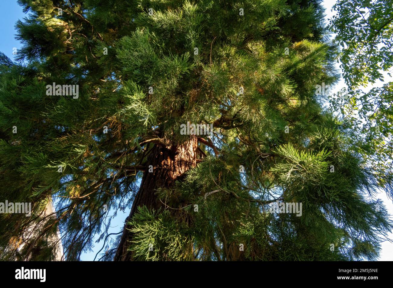 A green, dense fir tree, low angle Stock Photo - Alamy