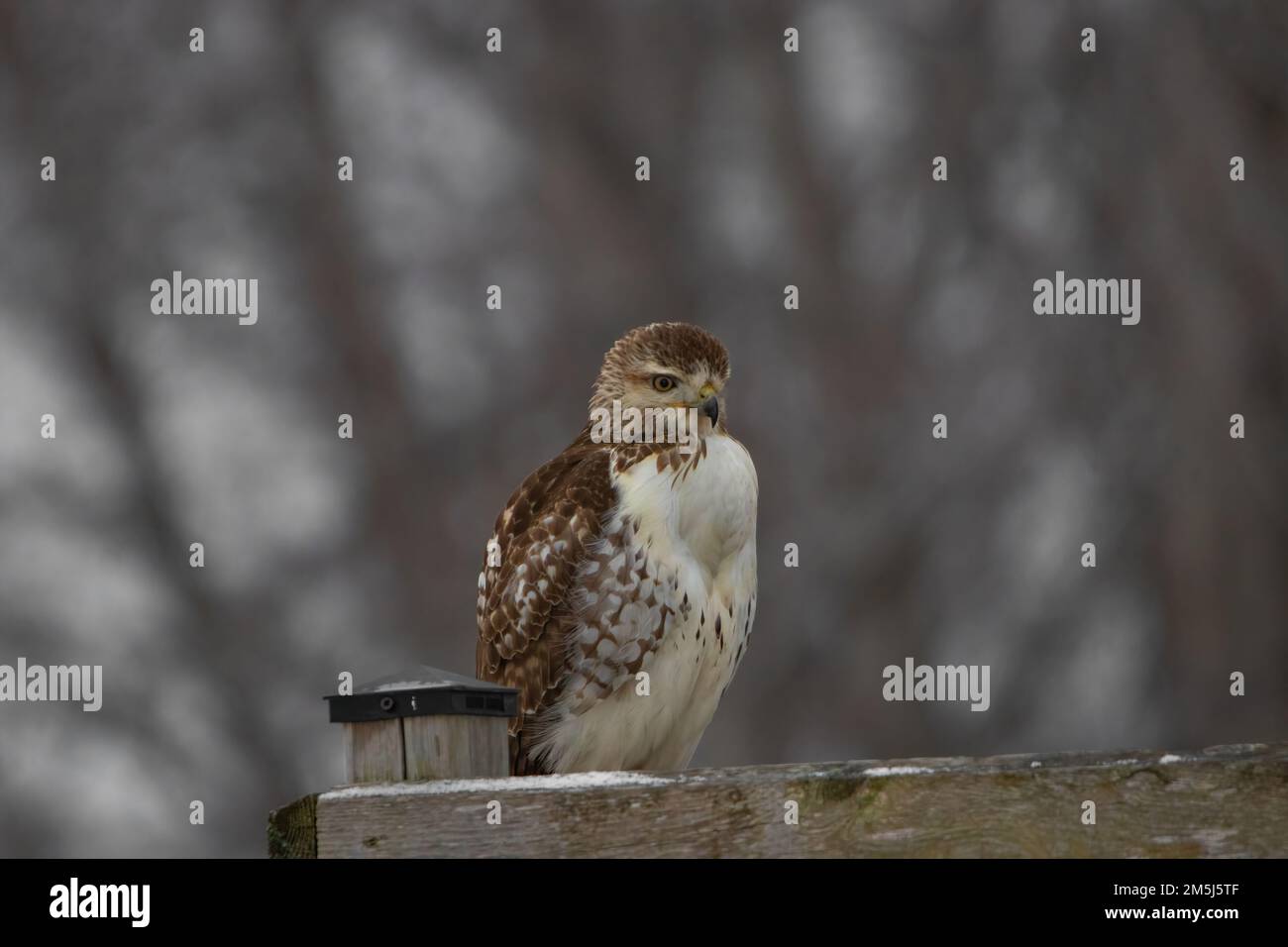 An Accipitrinae (true hawk) in the woods Stock Photo - Alamy