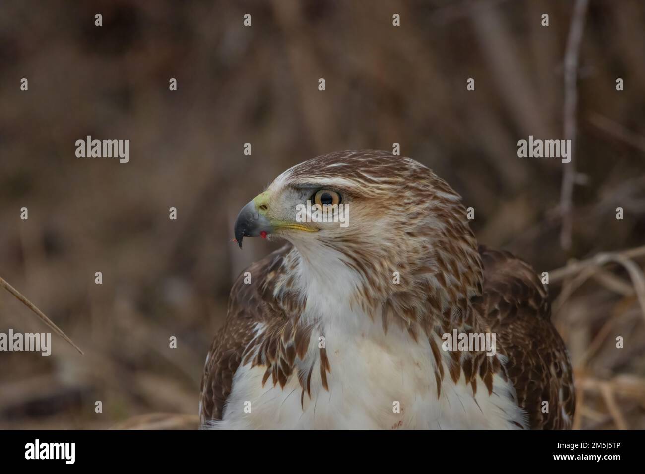 An Accipitrinae (true hawk) in the woods Stock Photo - Alamy