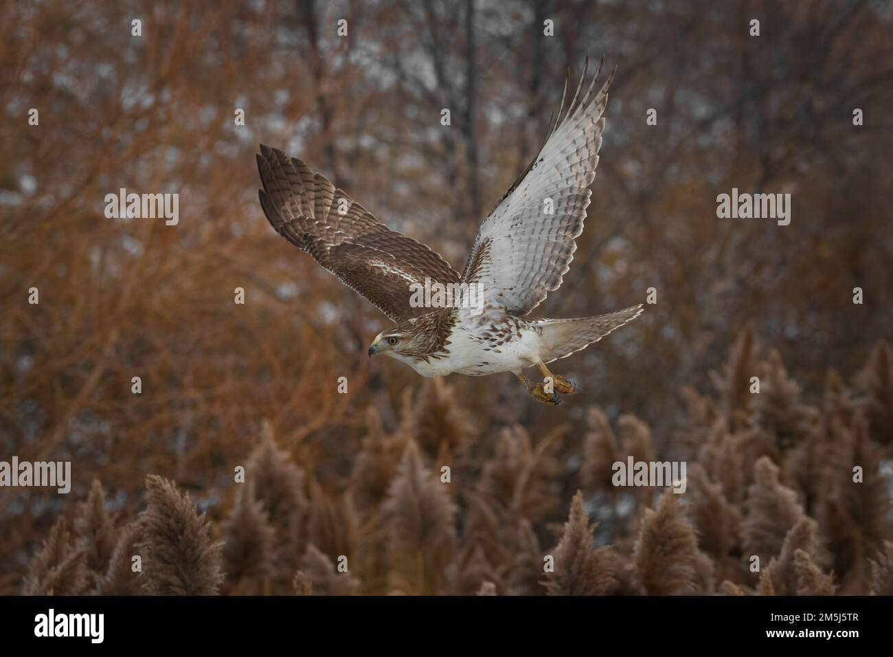 True hawk hi-res stock photography and images - Alamy