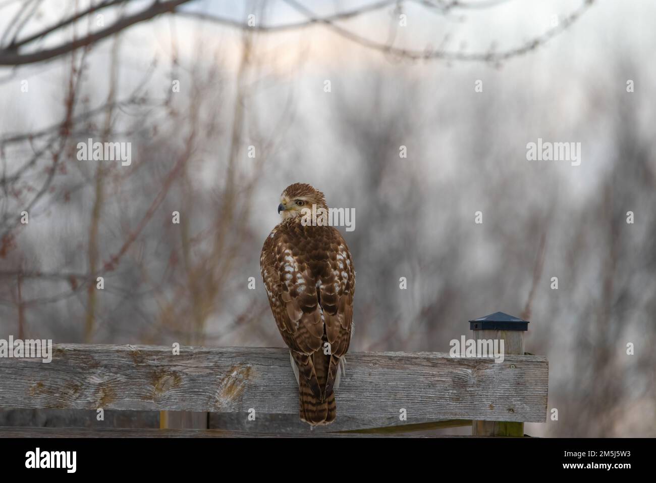 An Accipitrinae (true hawk) in the woods Stock Photo - Alamy