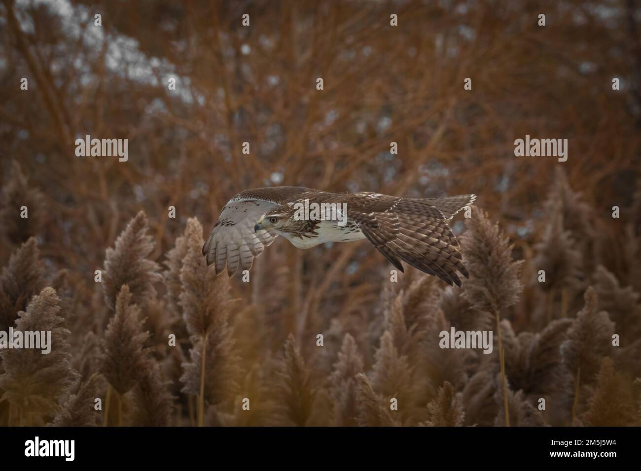 An Accipitrinae (true hawk) flying in the woods Stock Photo - Alamy