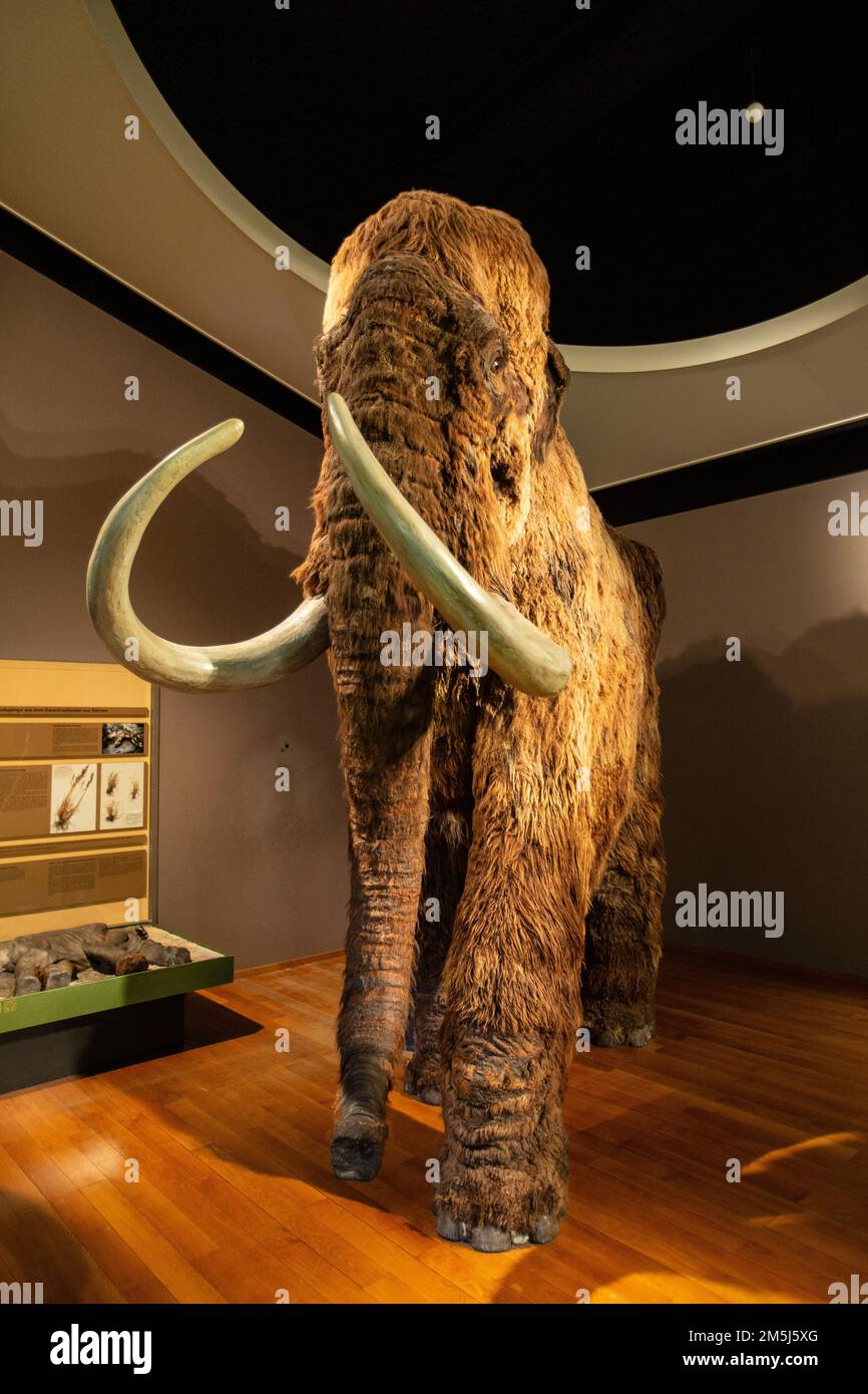 Natural history museum basel hi-res stock photography and images - Alamy