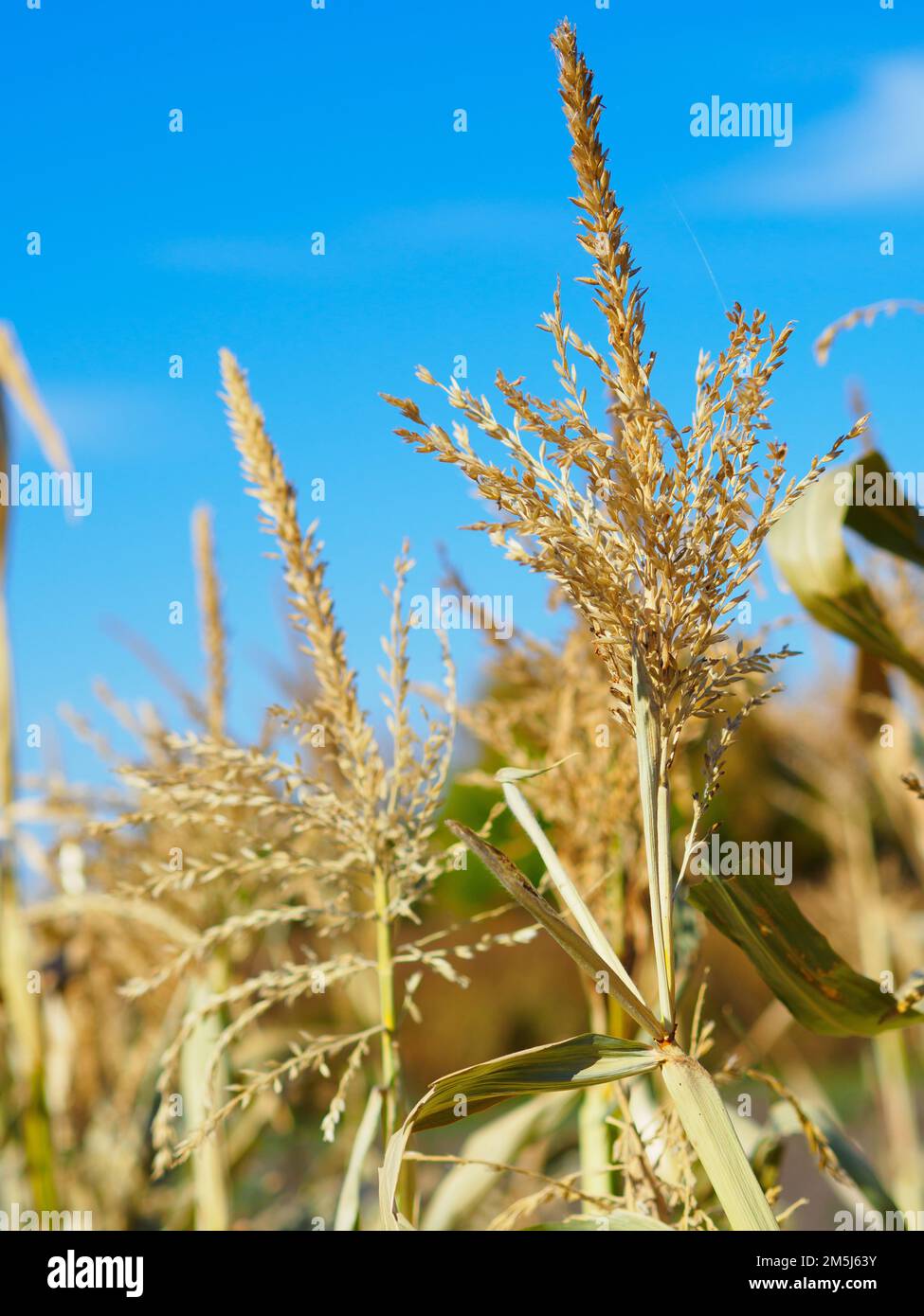 Dry corn stalks against blue sky on clear summer day. Agricultural ...