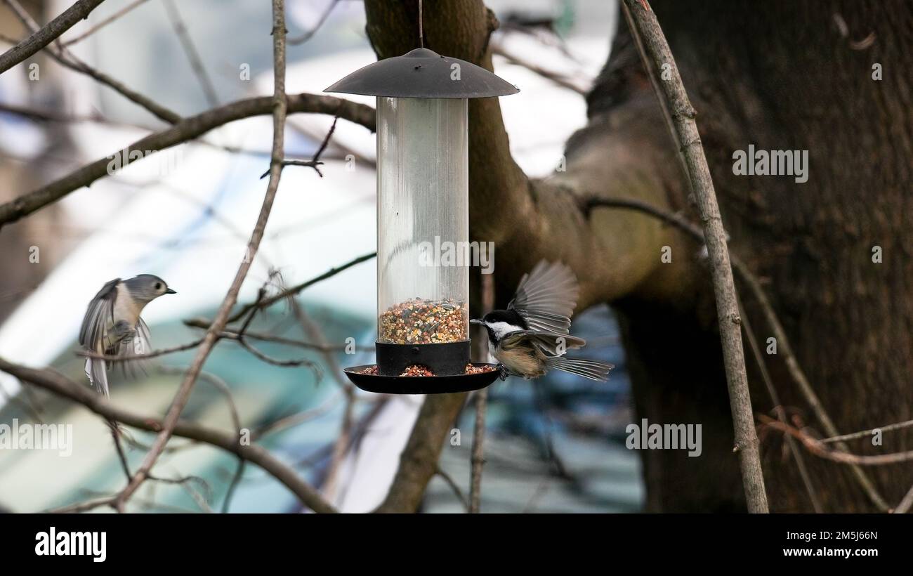 Black-capped Chickadee at bird feeder and tufted titmouse flying ...