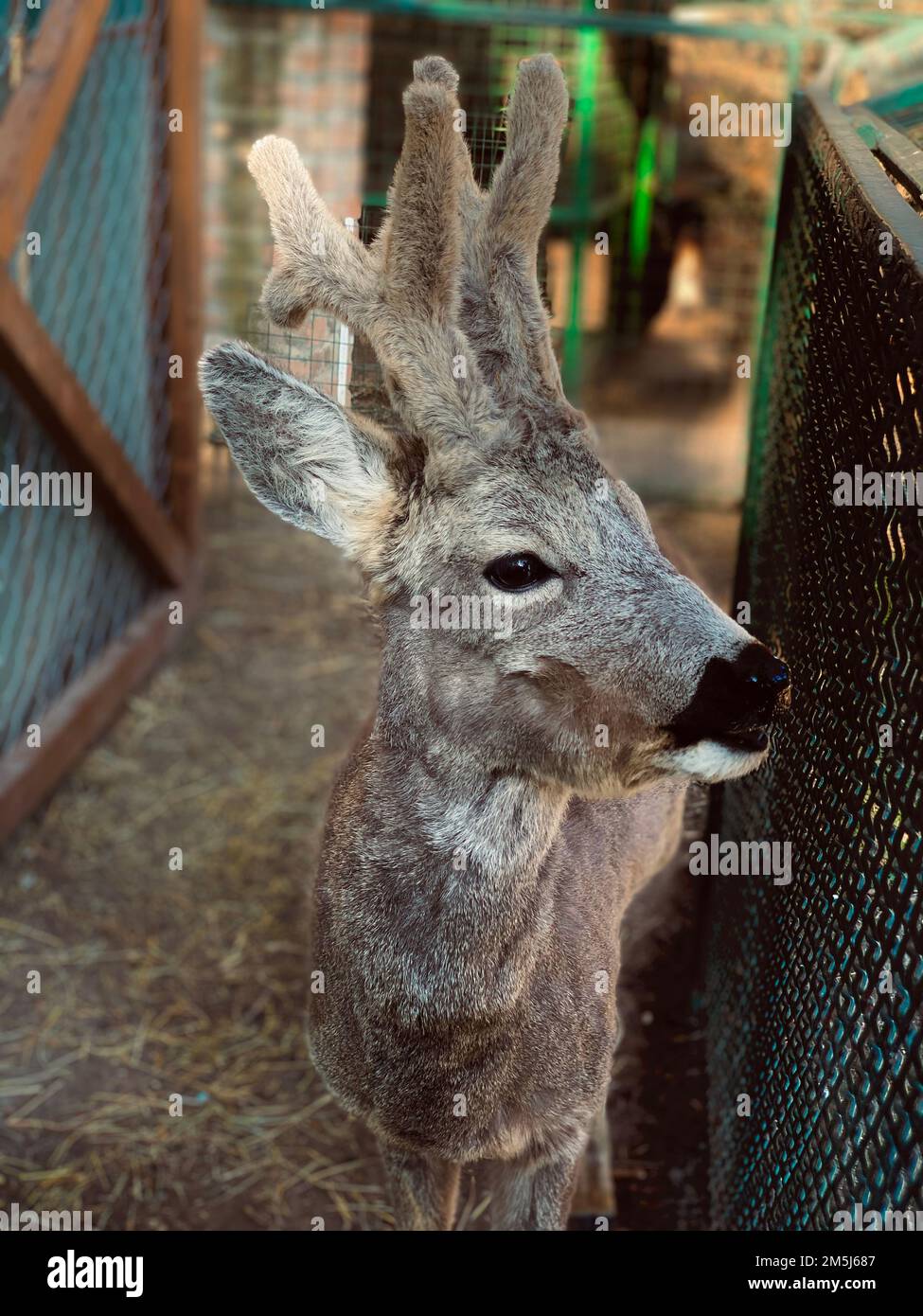 A beautiful shot of a cute roe deer behind a fence Stock Photo - Alamy