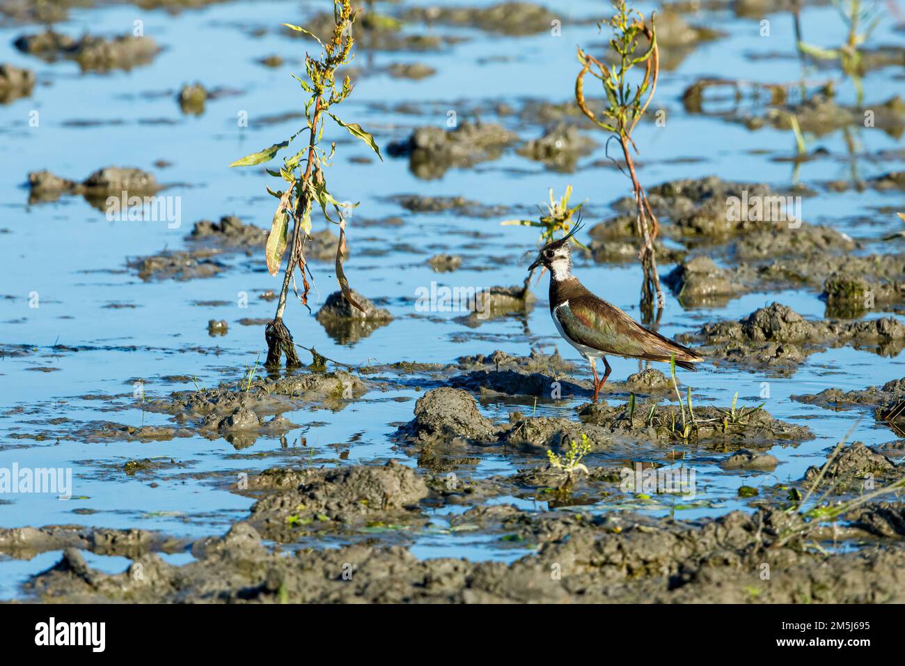 A Lapwing in the swamps of the Danube Delta Stock Photo - Alamy