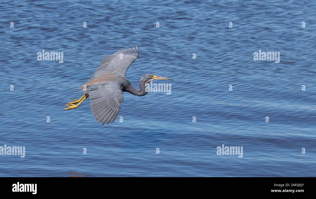 Tricolored Heron aka Louisiana Heron in flight glides across blue water ...