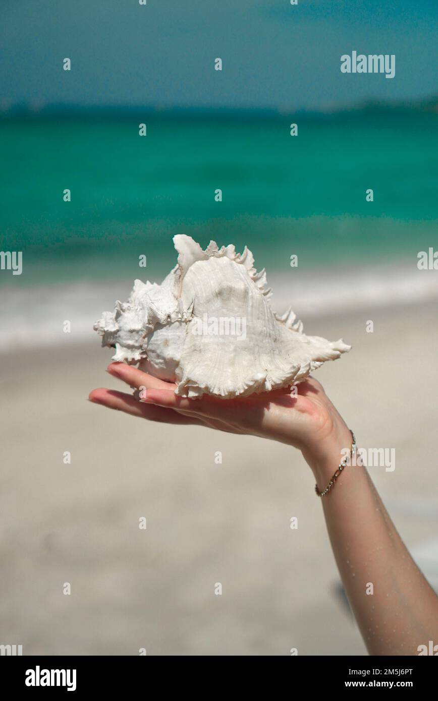 Seashell, Conch Shell on the Beach Stock Photo - Alamy