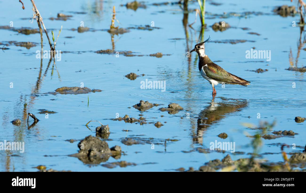 A Lapwing in the swamps of the Danube Delta Stock Photo - Alamy