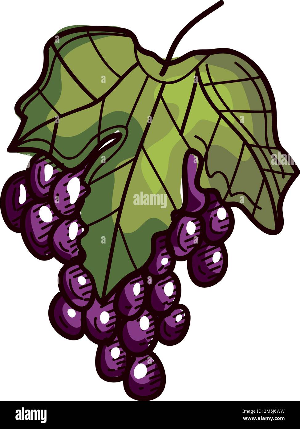 grapes fresh fruits healthy Stock Vector Image & Art - Alamy