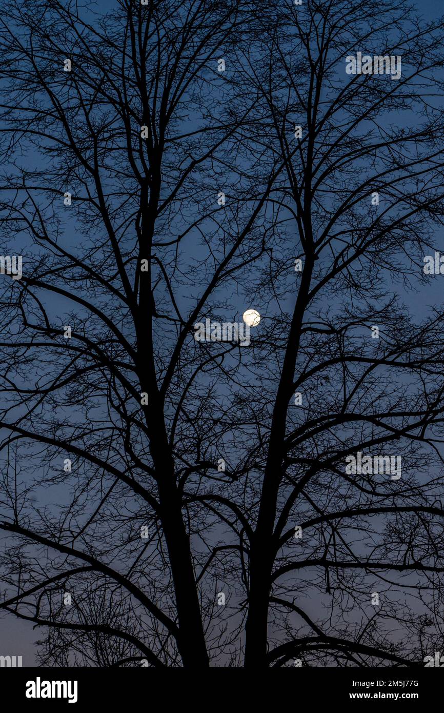 the moon between branches of tree. evening time Stock Photo - Alamy