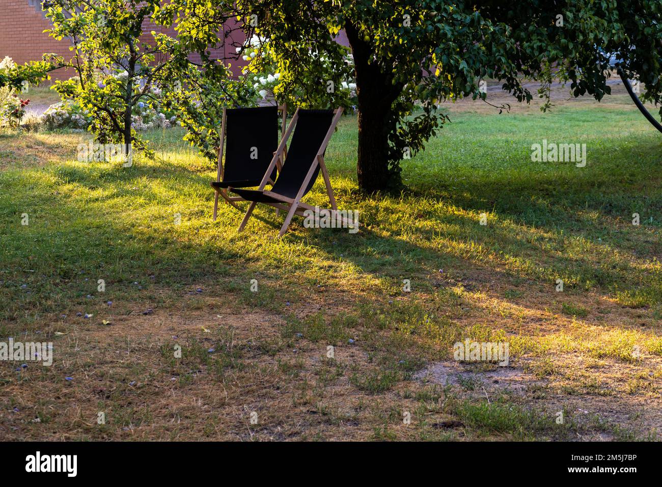Two deck chairs stand under a tree in the light of the rising sun Stock ...