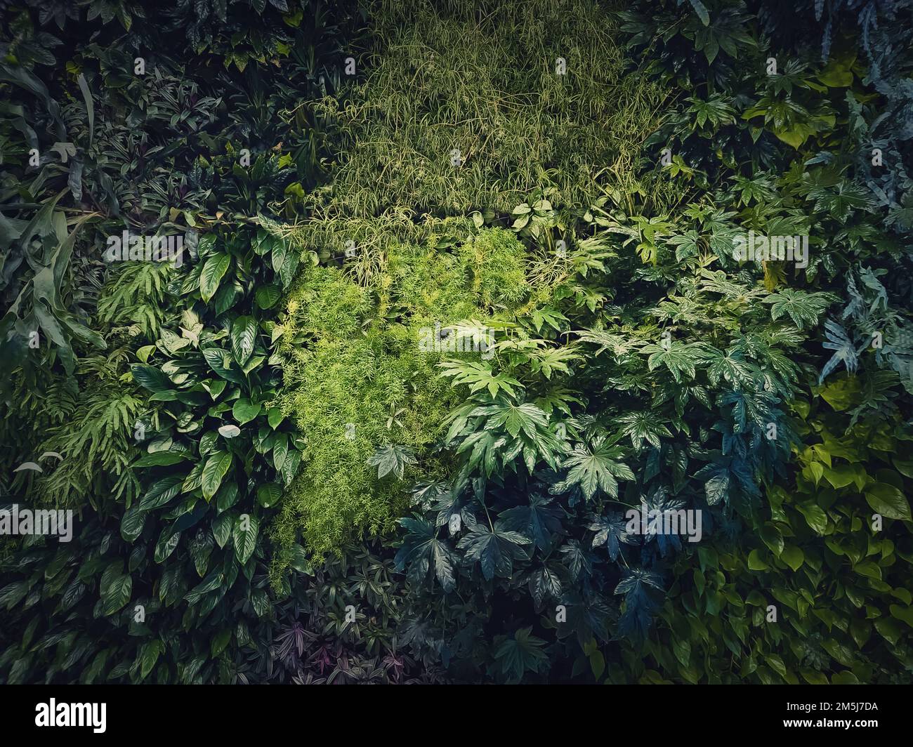 Weed texture hi-res stock photography and images - Alamy