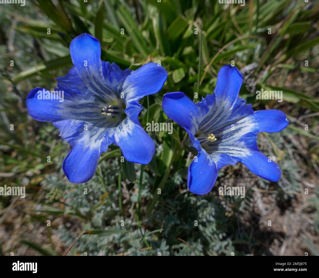 Closeup view of wild blue gentiana acaulis aka stemless or trumpet ...