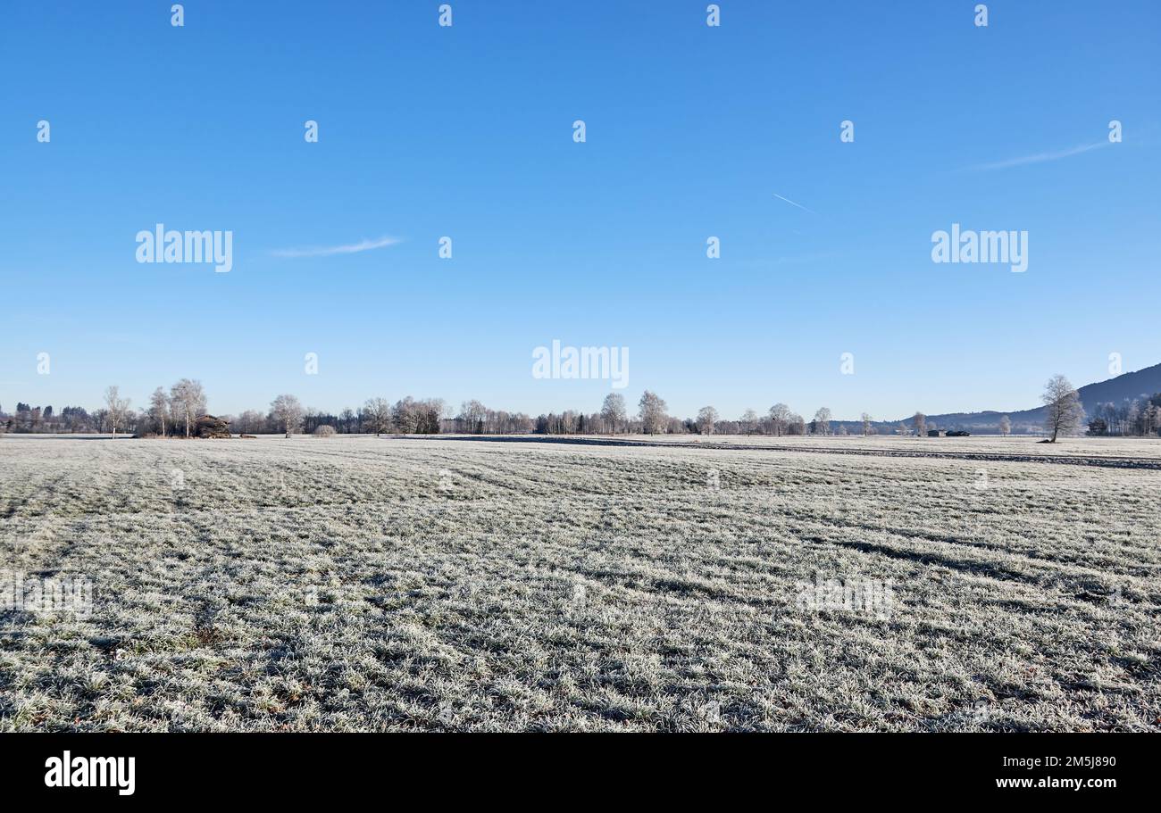 An empty field covered by thin snow and surrounded by dry trees under a ...