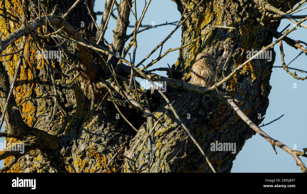 A little owl in a tree Stock Photo - Alamy