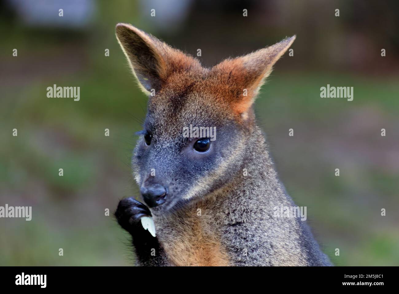 Swamp wallaby having some food at zoo , Rotterdam, the Netherlands ...