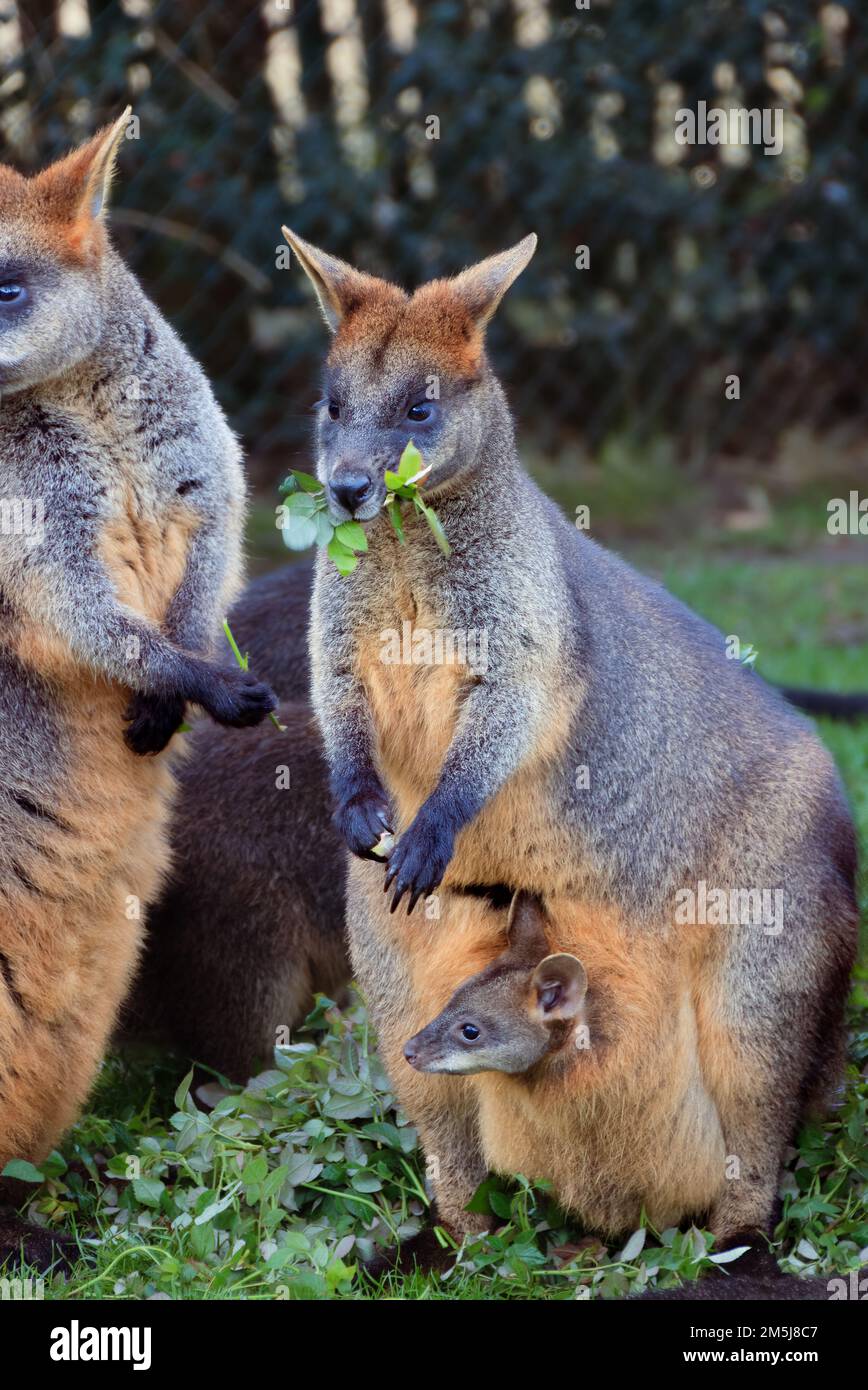 Mother swamp wallaby with a joey at zoo , Rotterdam, the Netherlands ...