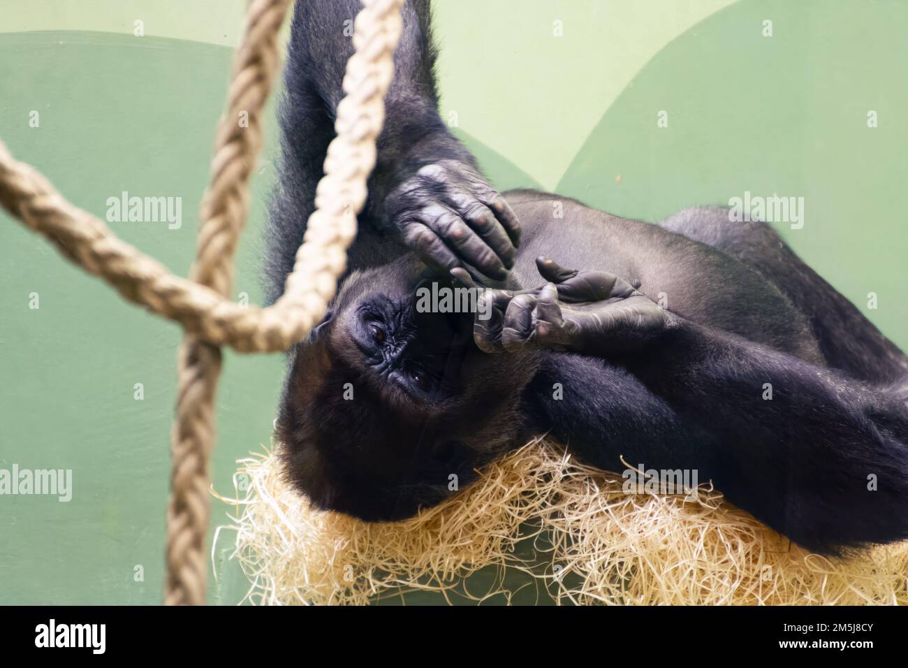 Young gorilla monkey relaxing in zoo , Rotterdam, the Netherlands Stock ...