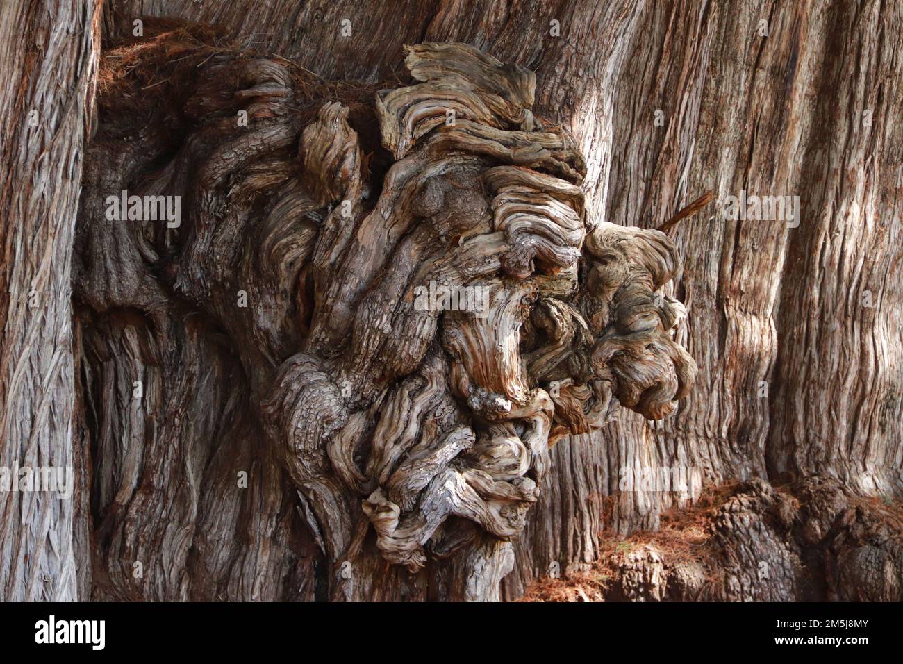 December 28, 2022, Santa Maria El Tule, Mexico: General View of the gigantic and unique juniper ...
