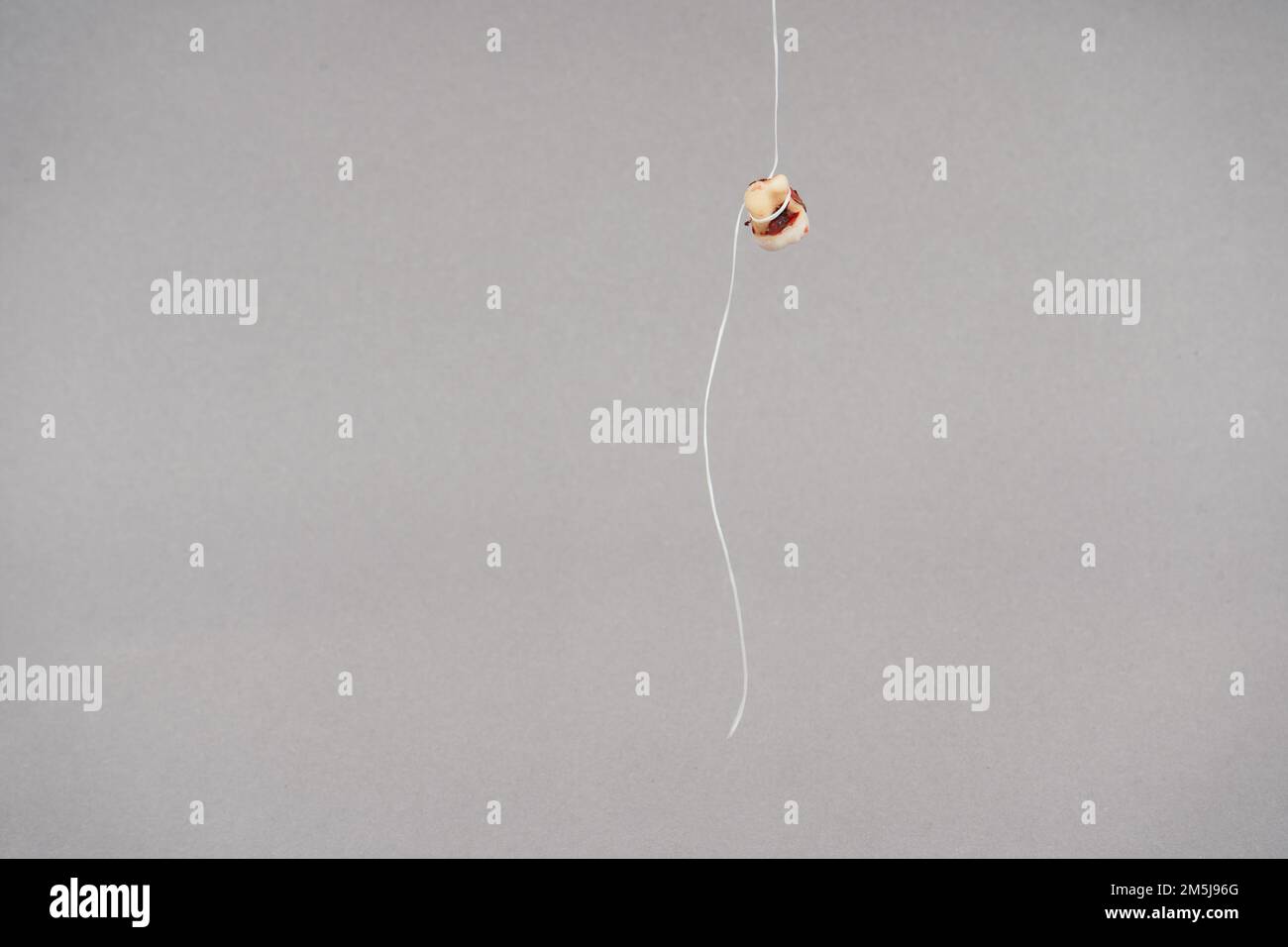 Real human teeth hang on threads isolated on a gray background. Pulled ...