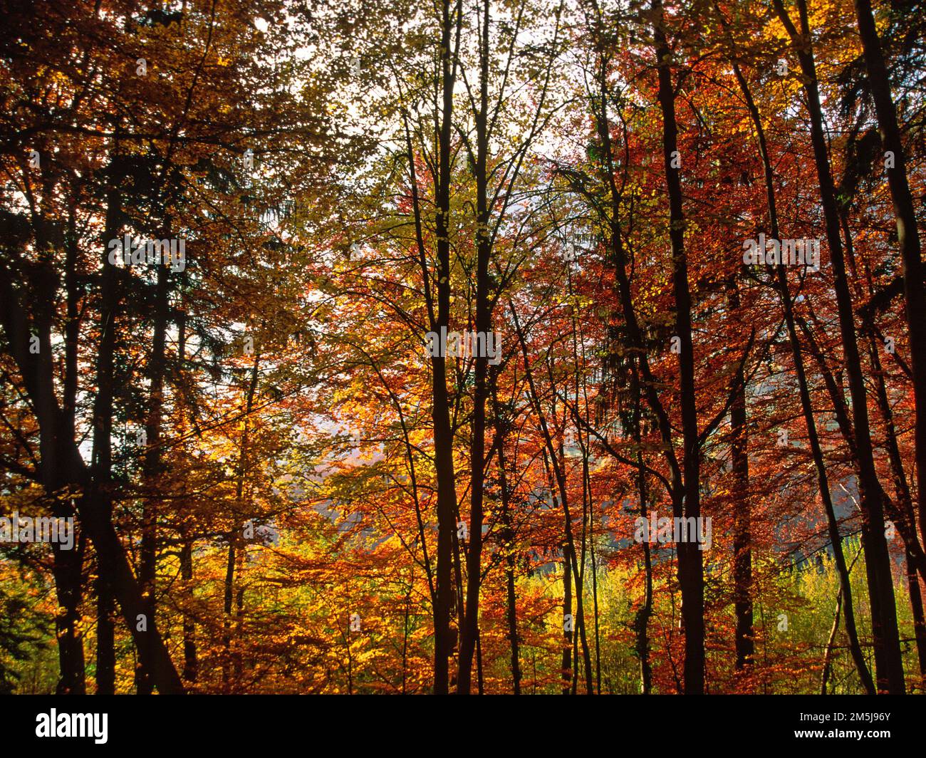 Autumn colors in Savoy Stock Photo - Alamy