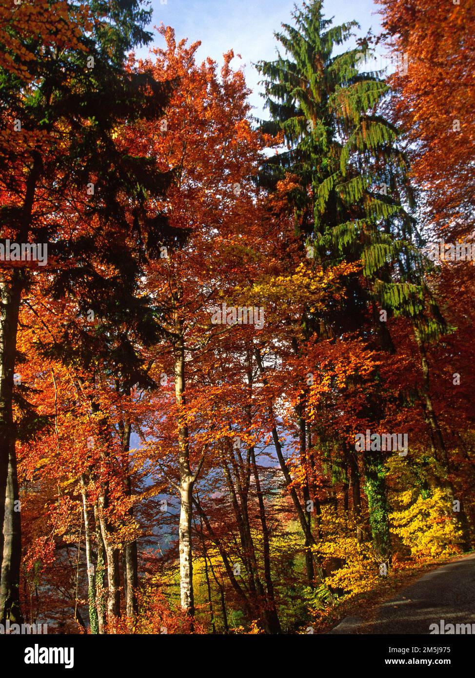 Autumn colors in Savoy Stock Photo - Alamy