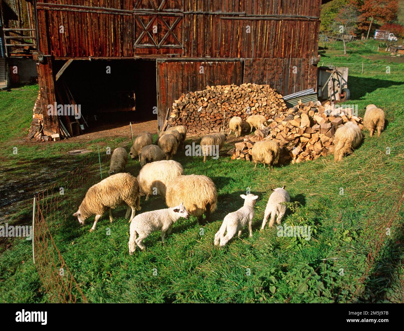 Sheeps and lambs in autumn colors in Savoy Stock Photo - Alamy