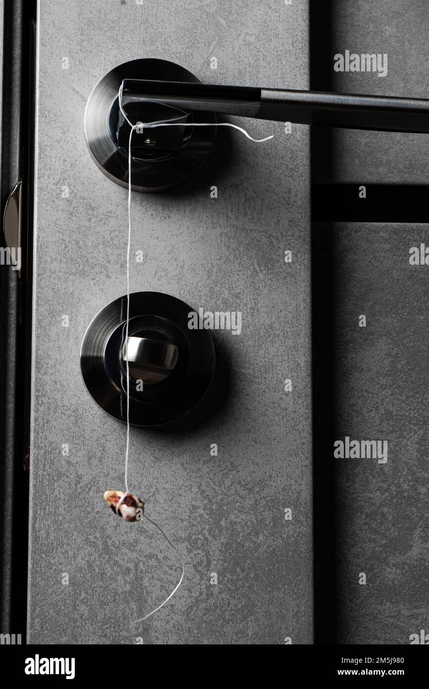 method of tooth extraction. A real human wisdom tooth hangs by a thread ...