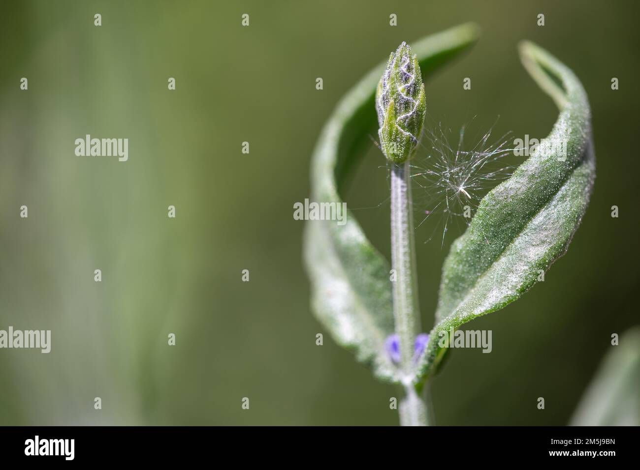 Bud, stem and leaves of a sage plant (salvia) in an early stage with ...