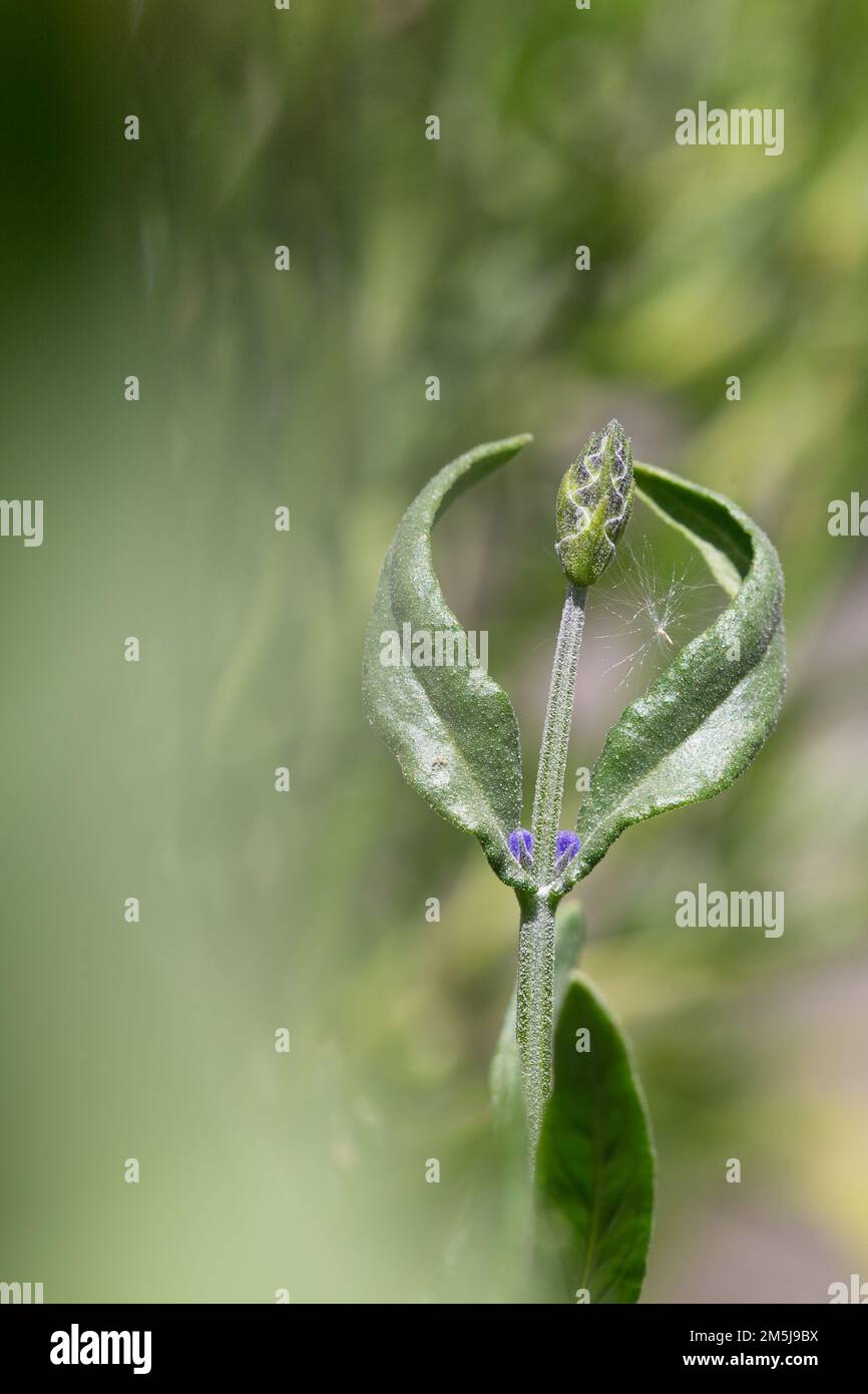 Bud, stem and leaves of a sage plant (salvia) in an early stage with ...
