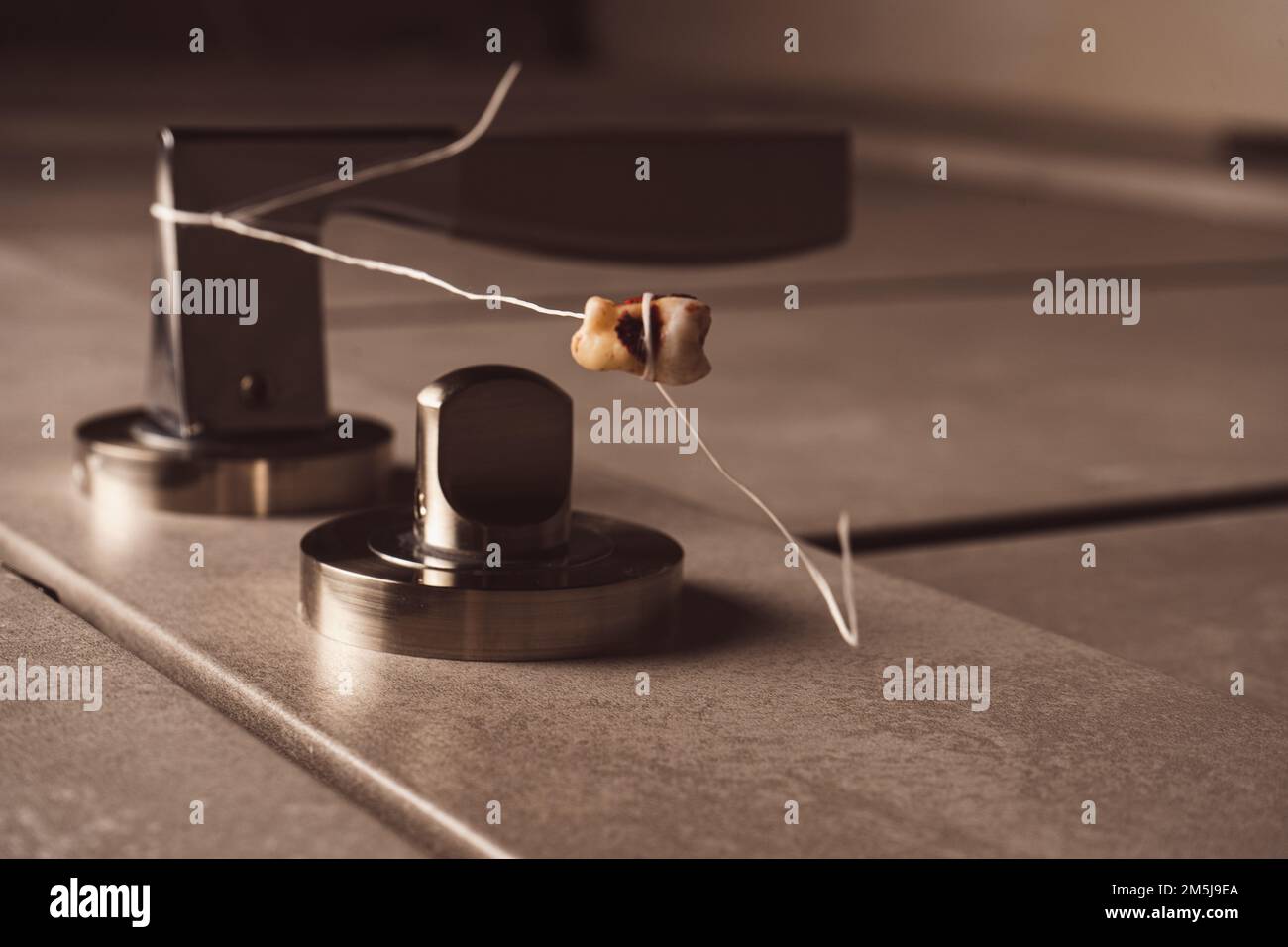 method of tooth extraction. A real human wisdom tooth hangs by a thread ...