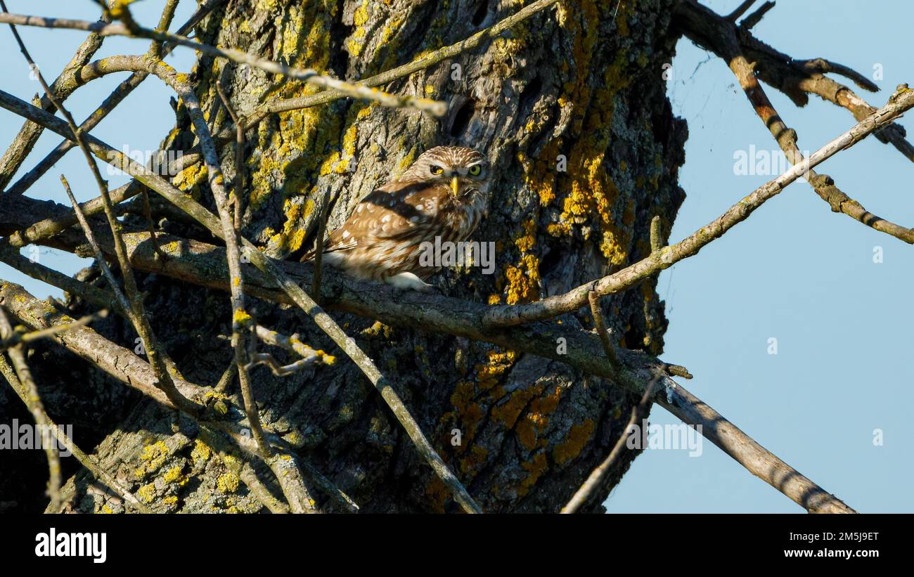 A little owl in a tree Stock Photo - Alamy