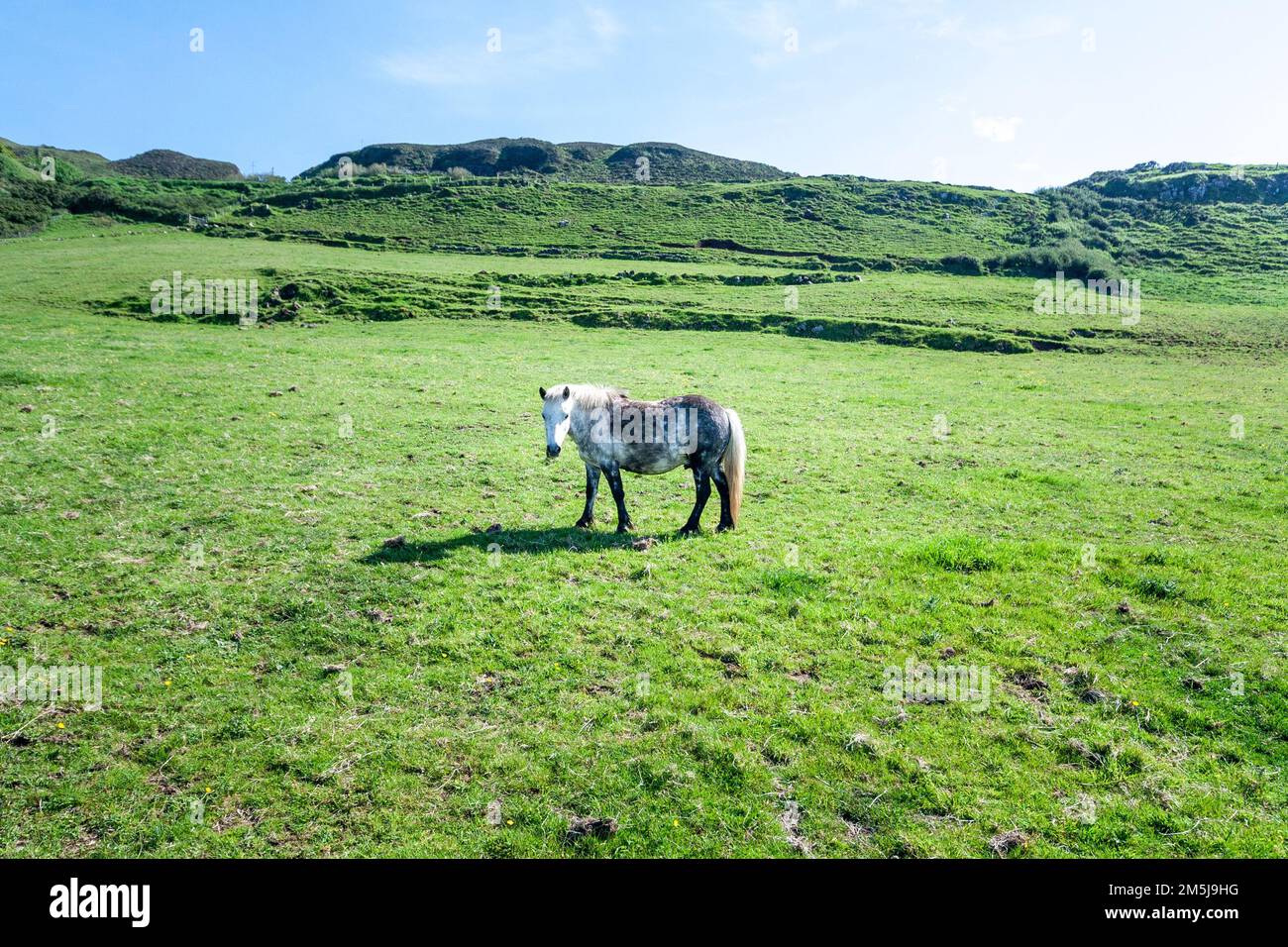 A lonely horse in a green field in County Antrim, Northern Ireland ...