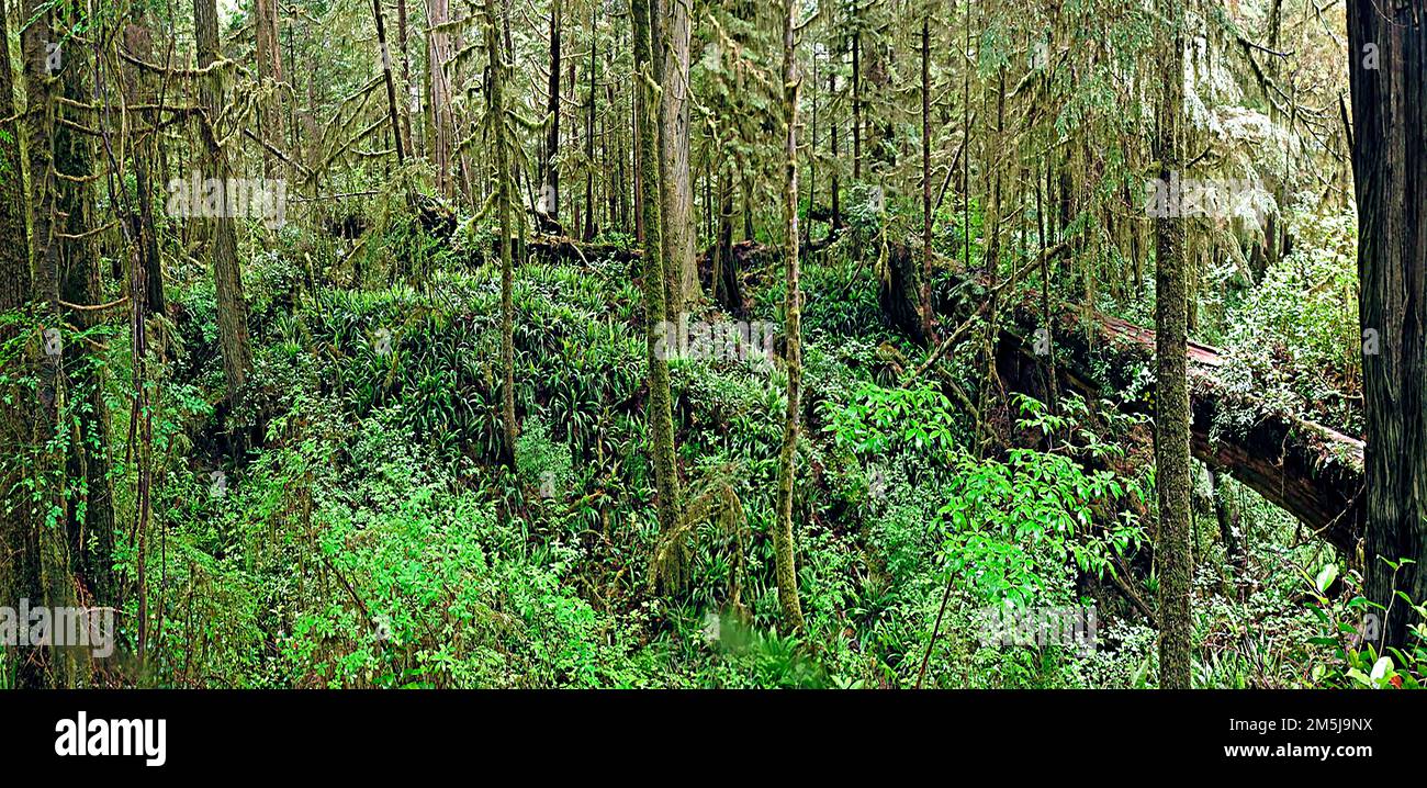 Rain forest, Pacific Rim Nat. Park, Tofino, Canada Stock Photo - Alamy