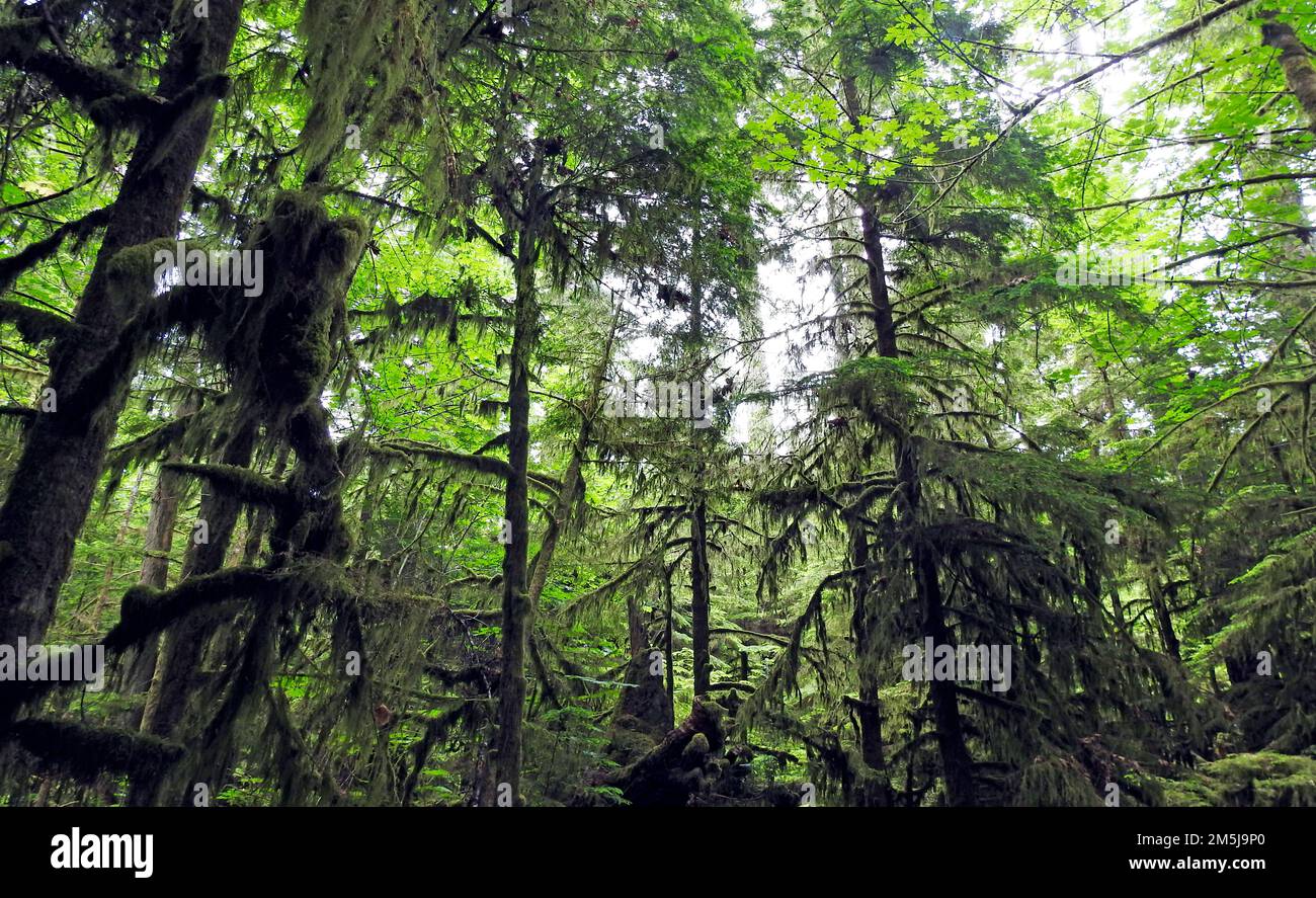 Rain forest, Pacific Rim Nat. Park, Tofino, Canada Stock Photo - Alamy