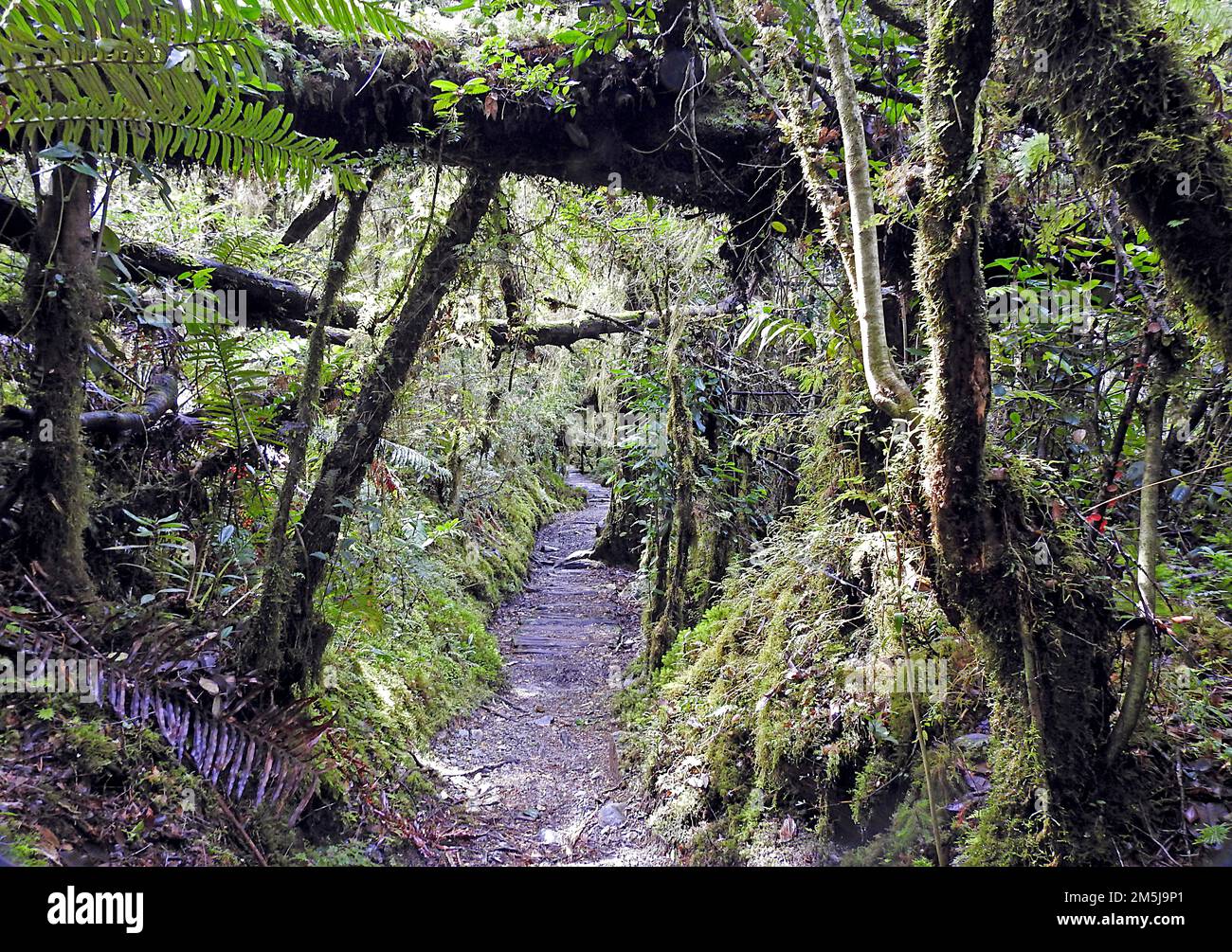 Rain forest, Queulat, Carretera Austral, Chile Stock Photo - Alamy