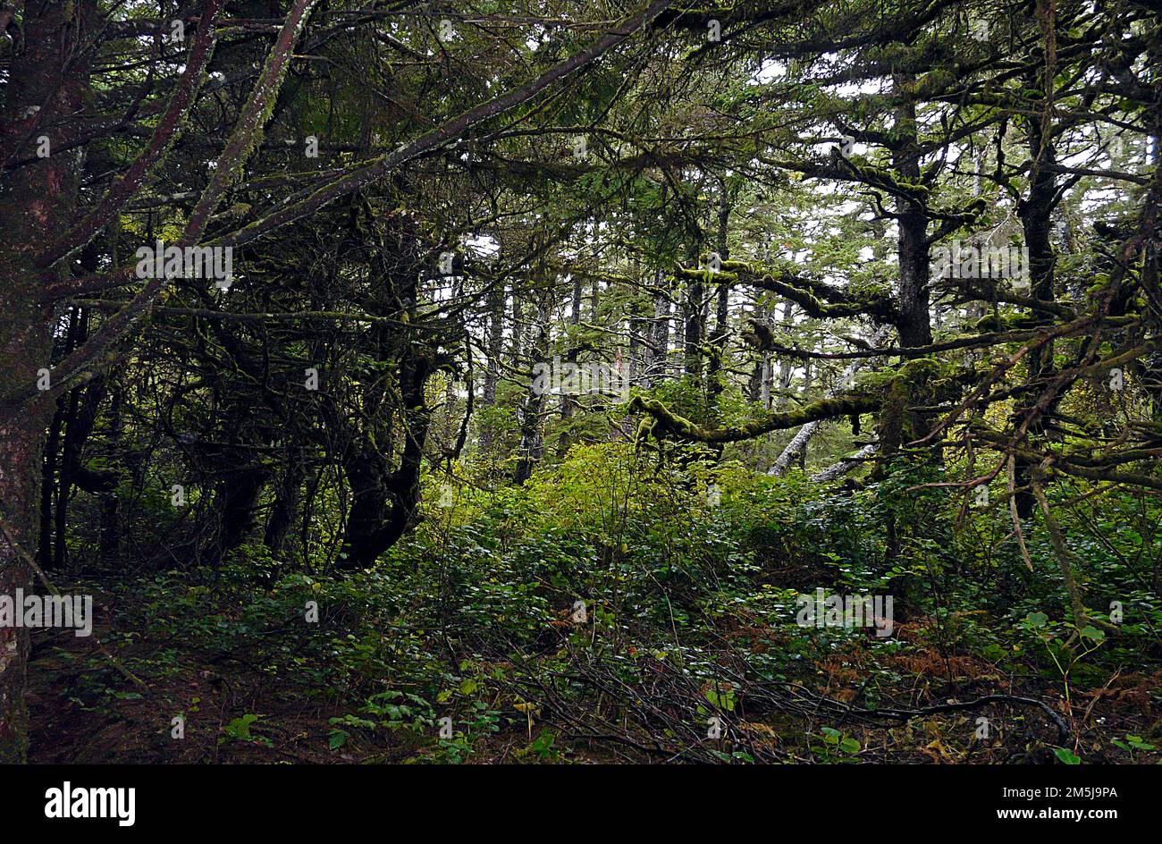 Rain forest, Pacific Rim Nat. Park, Tofino, Canada Stock Photo - Alamy
