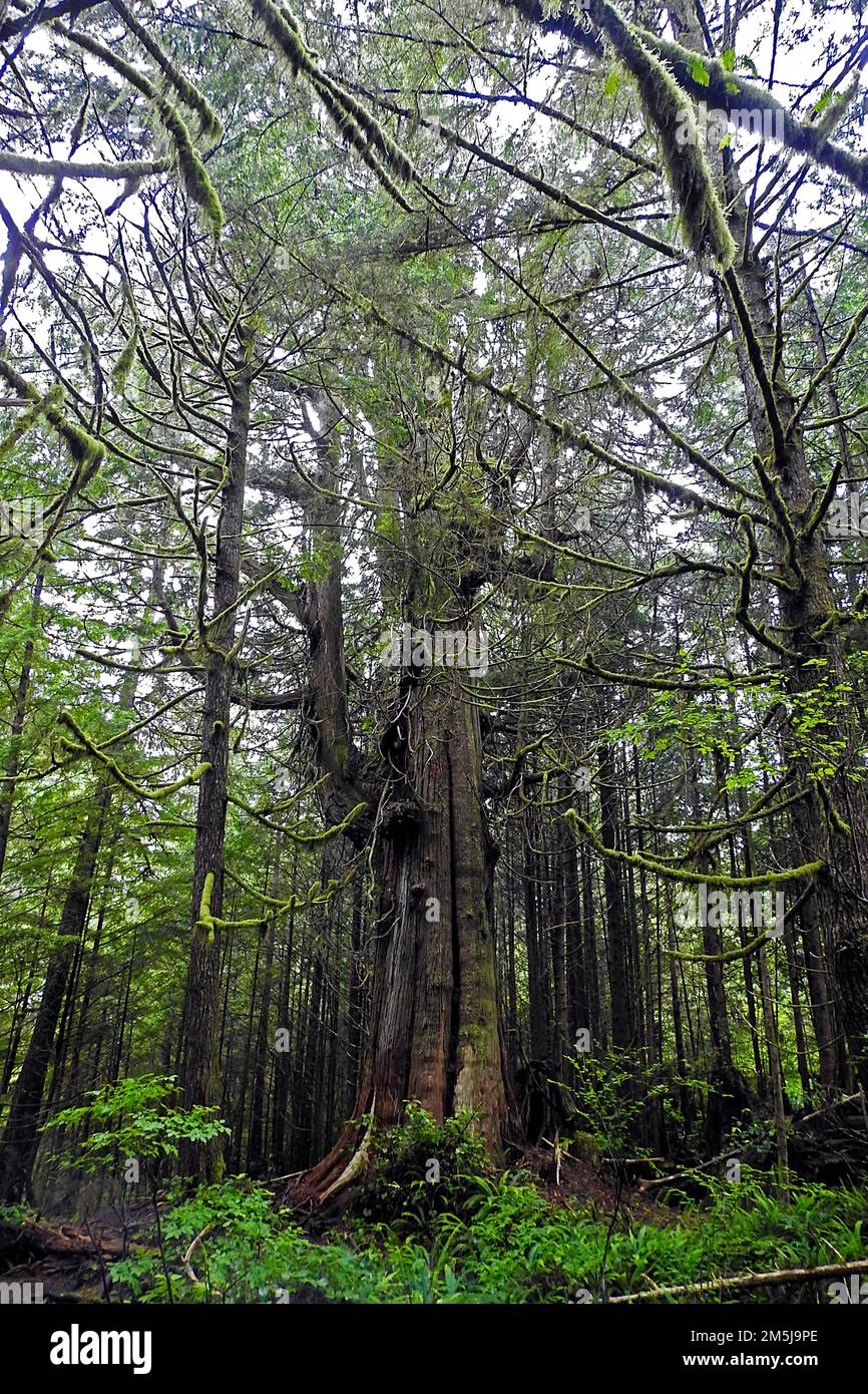 Rain forest, Pacific Rim Nat. Park, Tofino, Canada Stock Photo - Alamy