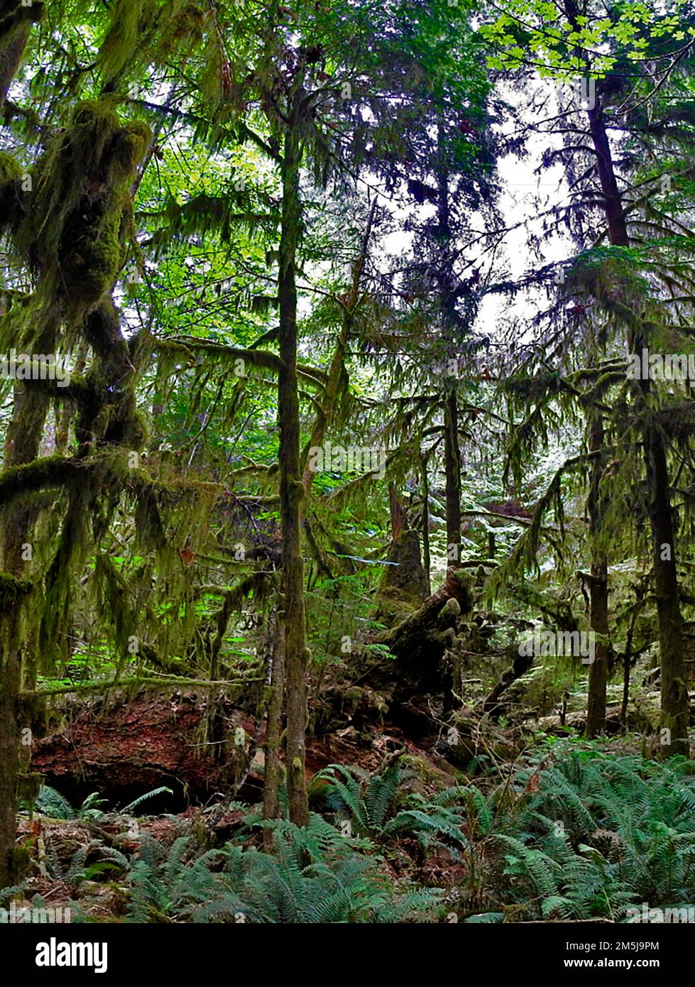 Rain forest, Pacific Rim Nat. Park, Tofino, Canada Stock Photo - Alamy