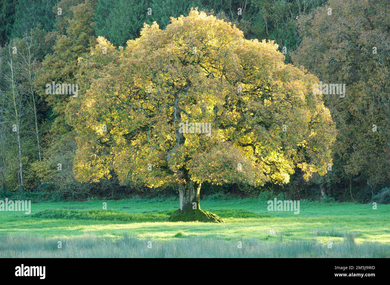 An English Oak (Quercus robur), the most common tree species in the UK ...