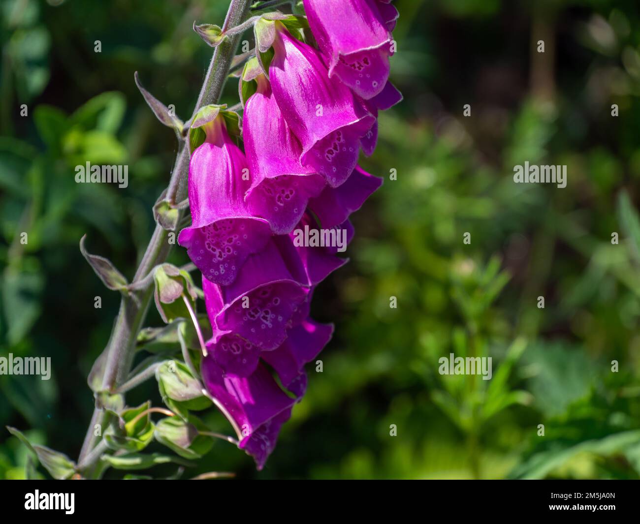 Inflorescence of foxglove flowers. Beautiful purple flowers. Digitalis ...