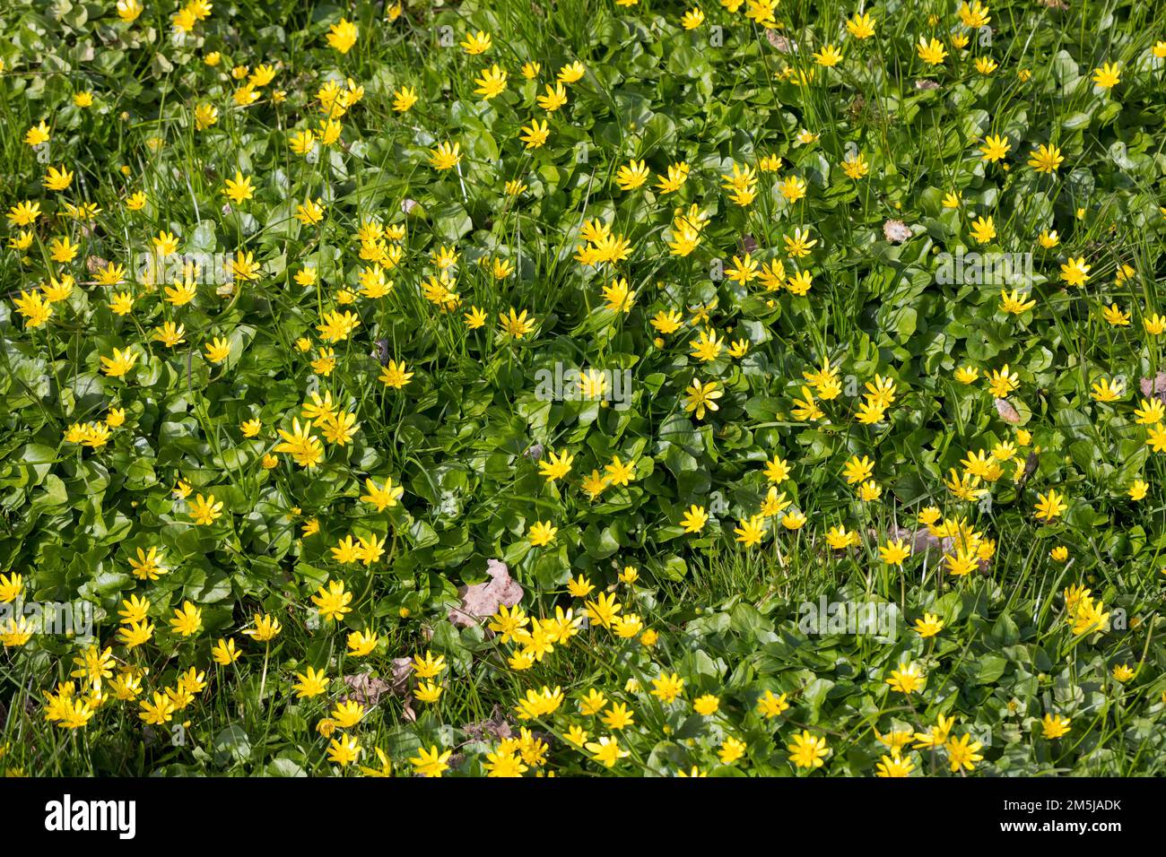 Scharbockskraut, Feigwurz, Frühlings-Scharbockkraut, Scharbock-Kraut ...