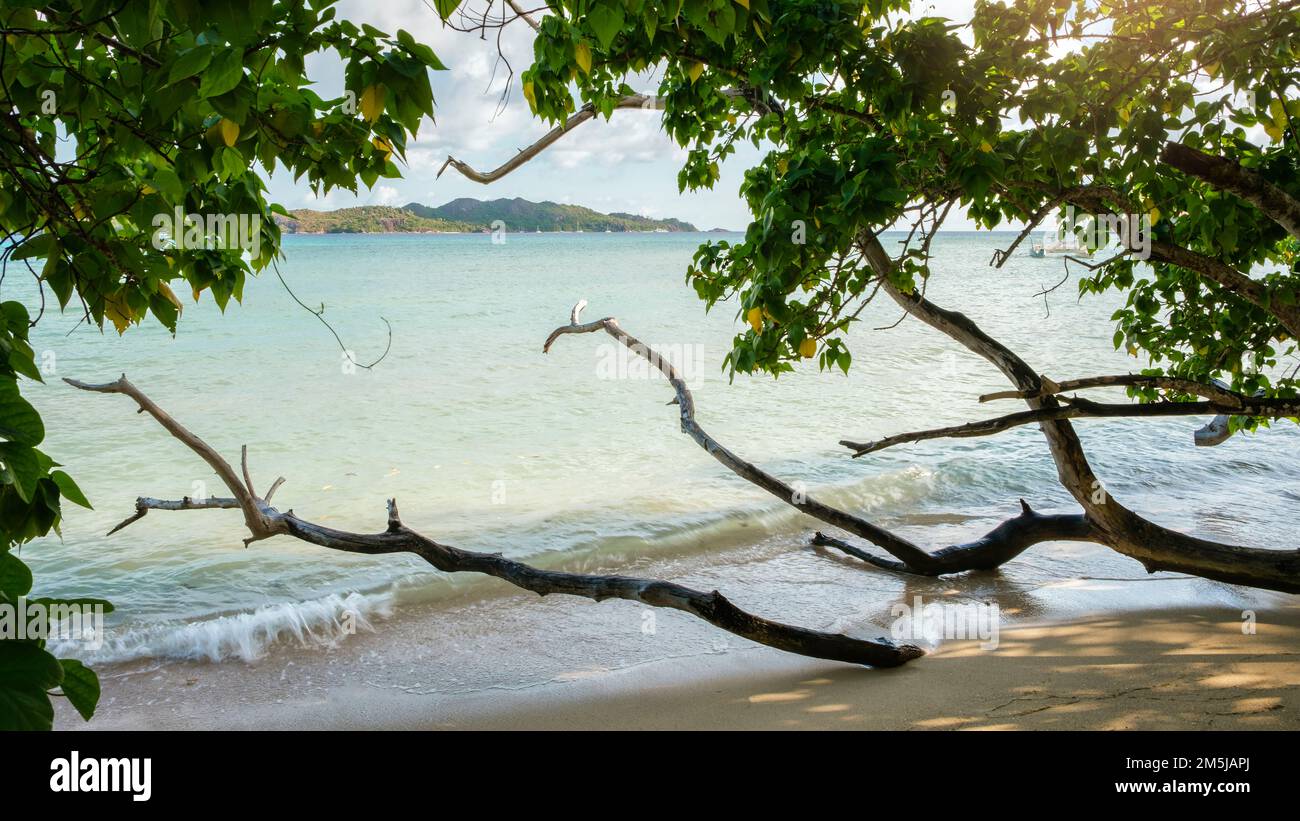 Palm and tropical summer sea beach landscape of Seychelles Stock Photo ...