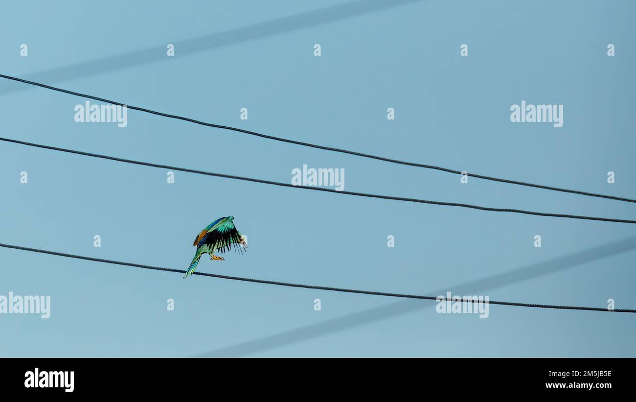 A european blue roller in the Danube Delta Stock Photo - Alamy