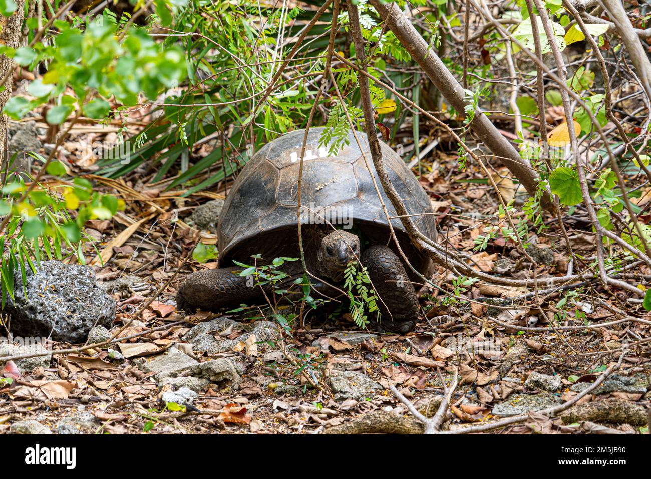 Mauritius giant land turtle in green forest setting, Mauritian native ...