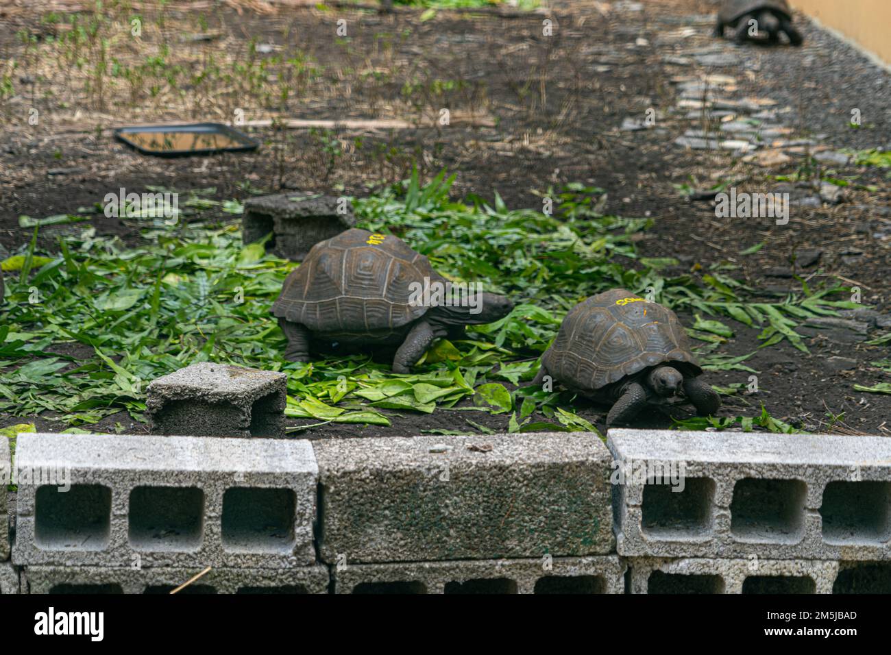 Mauritius giant land turtle in green forest setting, Mauritian native ...