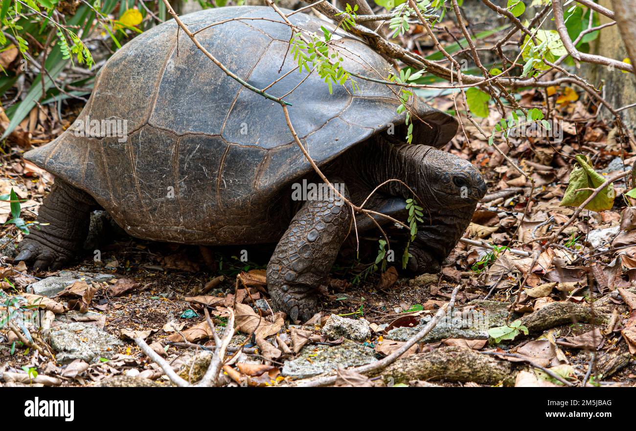 Mauritius giant land turtle in green forest setting, Mauritian native ...