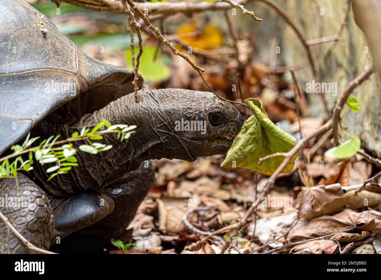 Mauritius giant land turtle in green forest setting, Mauritian native ...